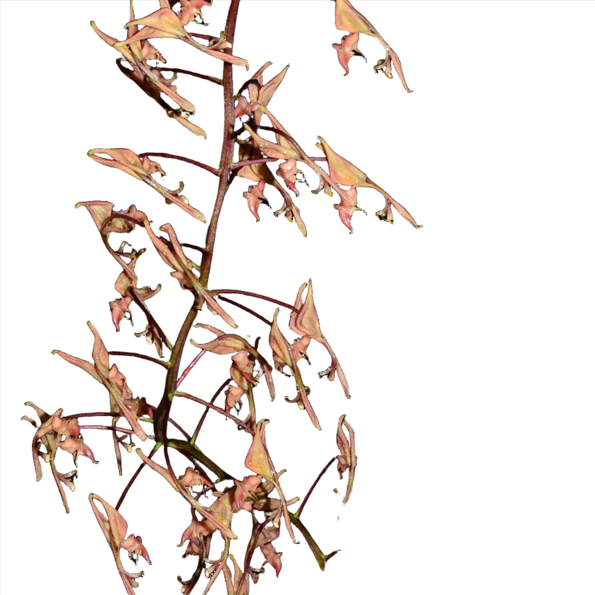 Gongora — Ecuagenera USA Corp