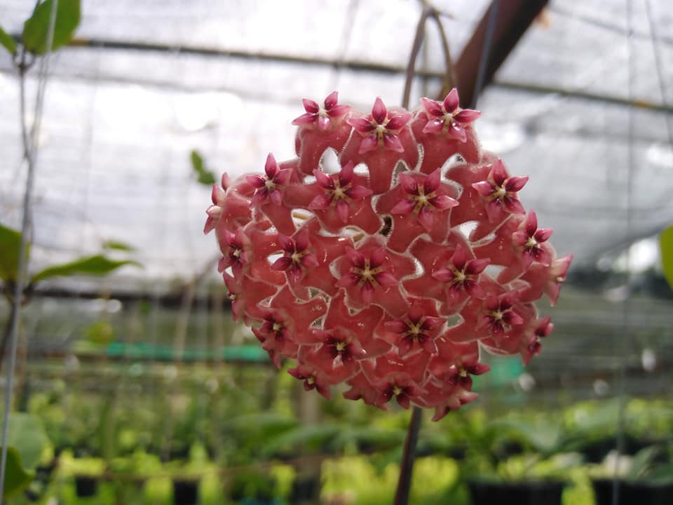 Hoya Kicki — Ecuagenera USA Corp