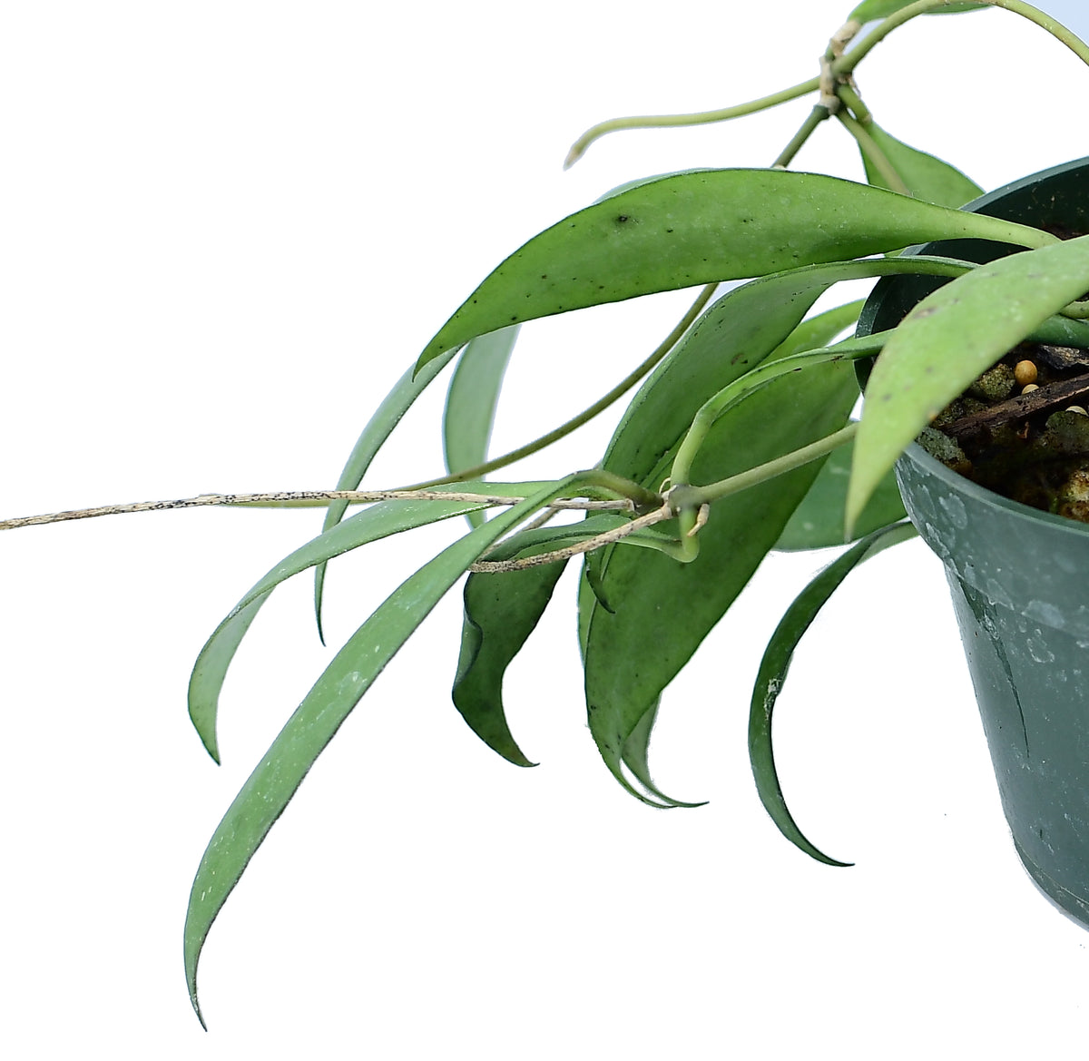 Hoya revoluta - Hindu Rope Plant | Unique Twisted Foliage — Ecuagenera ...