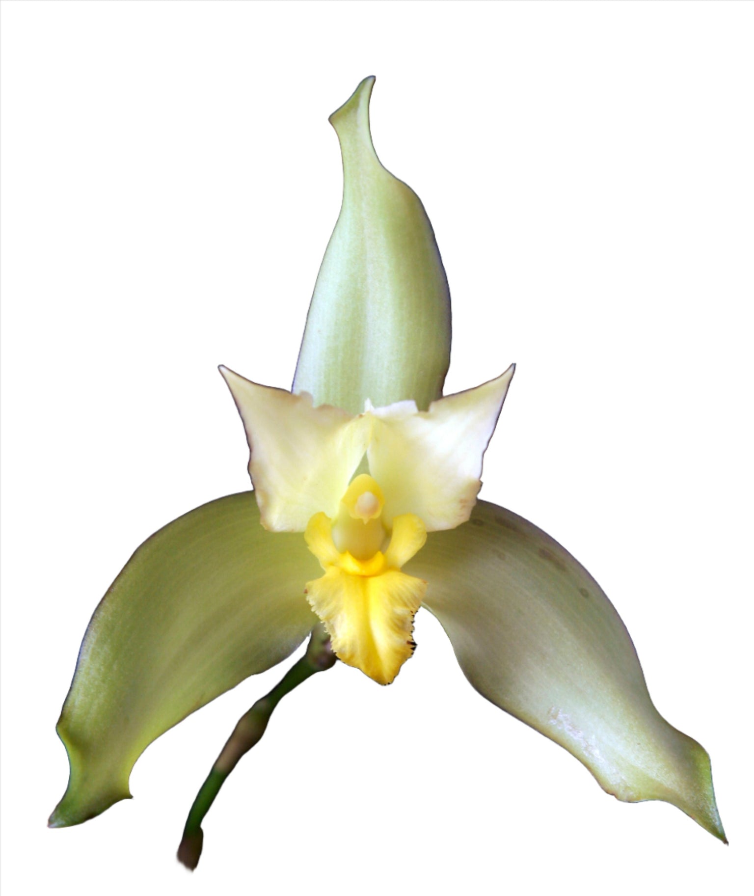Lycaste — Ecuagenera USA Corp