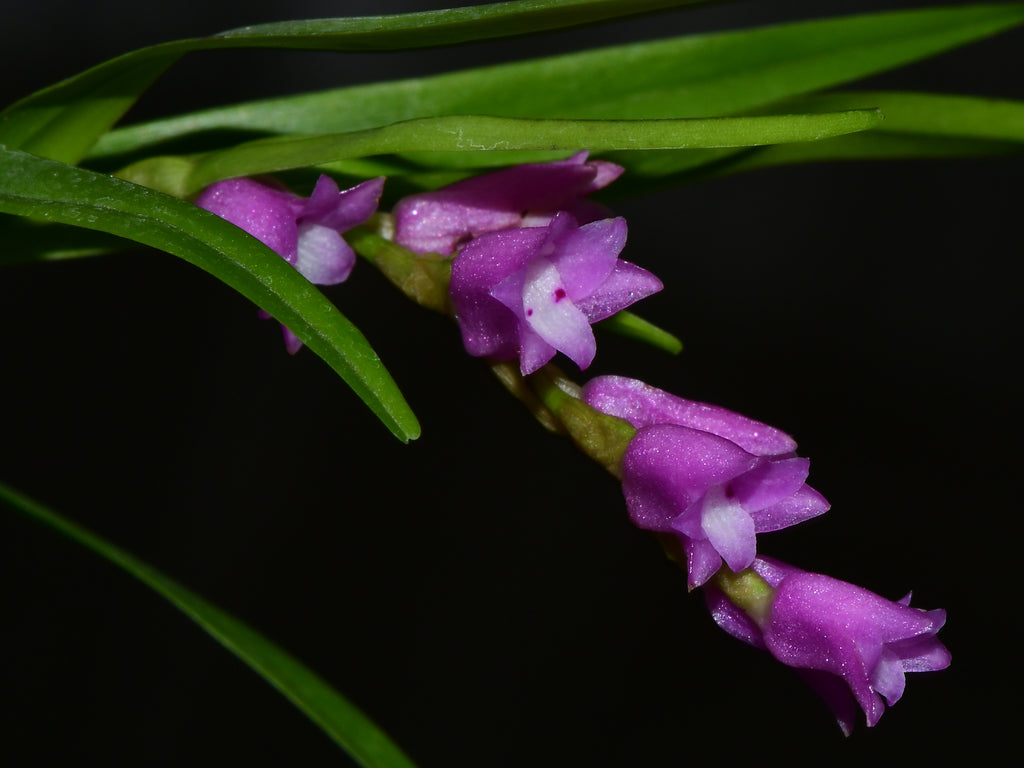 Orchids — Page 8 — Ecuagenera USA Corp