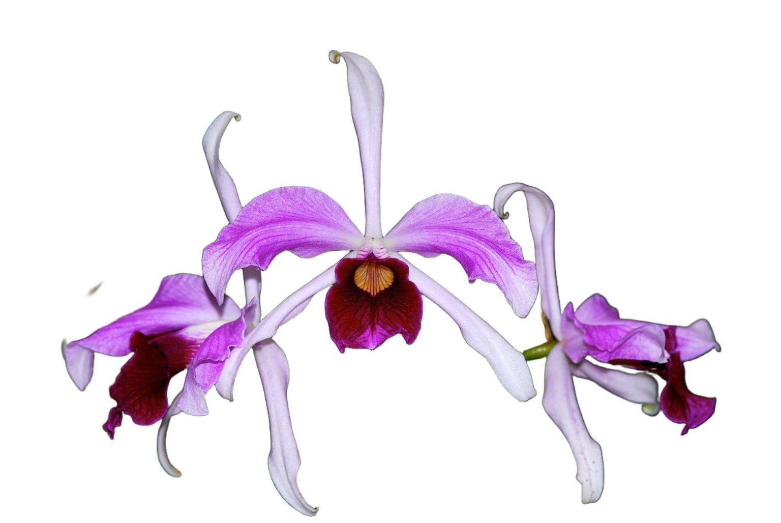 Cattleya — Ecuagenera USA Corp