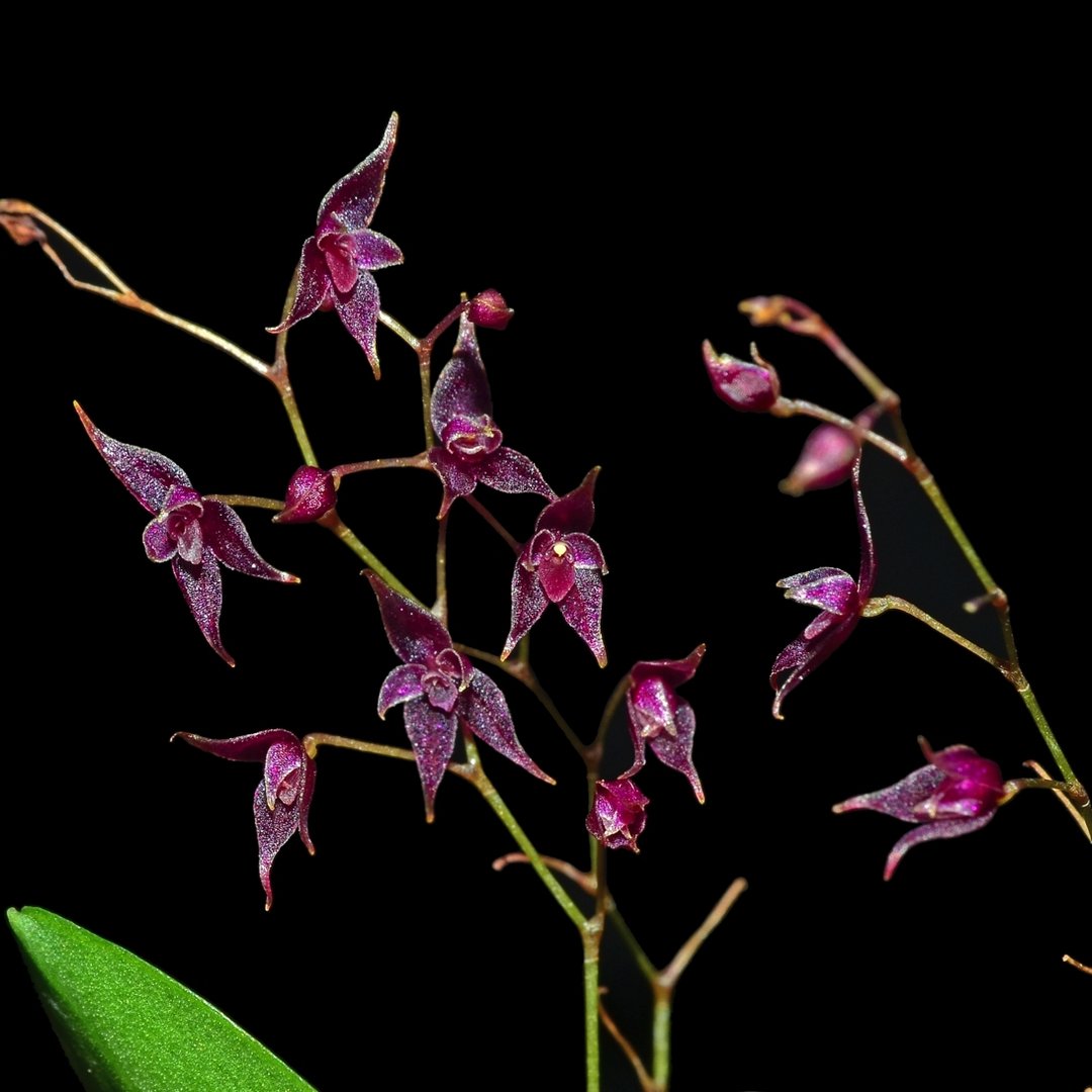 Lepanthopsis astrophora — Ecuagenera USA Corp