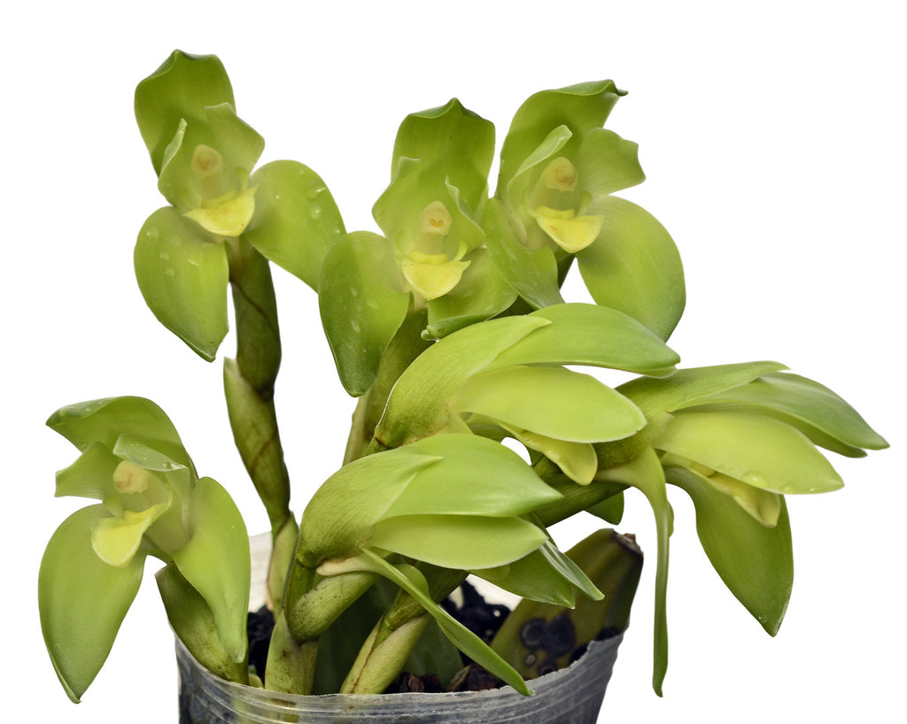 Lycaste — Ecuagenera USA Corp