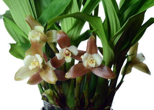 Lycaste — Ecuagenera USA Corp