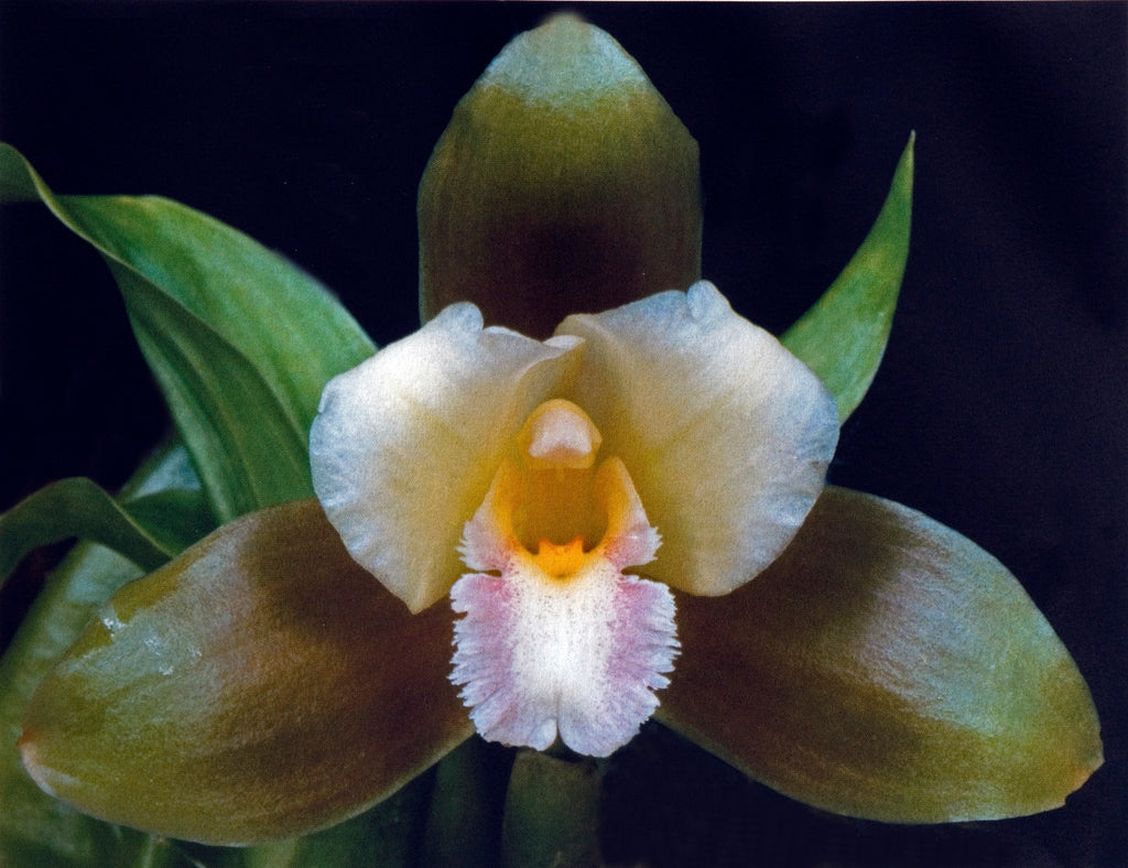 Lycaste — Ecuagenera USA Corp