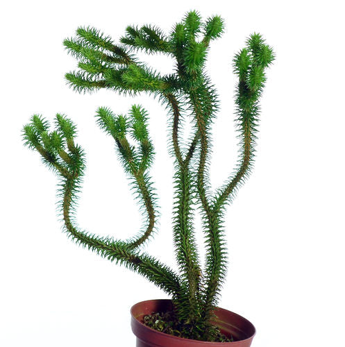 Lycopodium lucidulum — Ecuagenera USA Corp