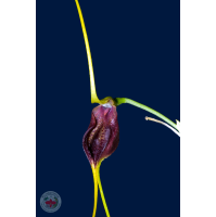 Masdevallia trochilus — Ecuagenera USA Corp