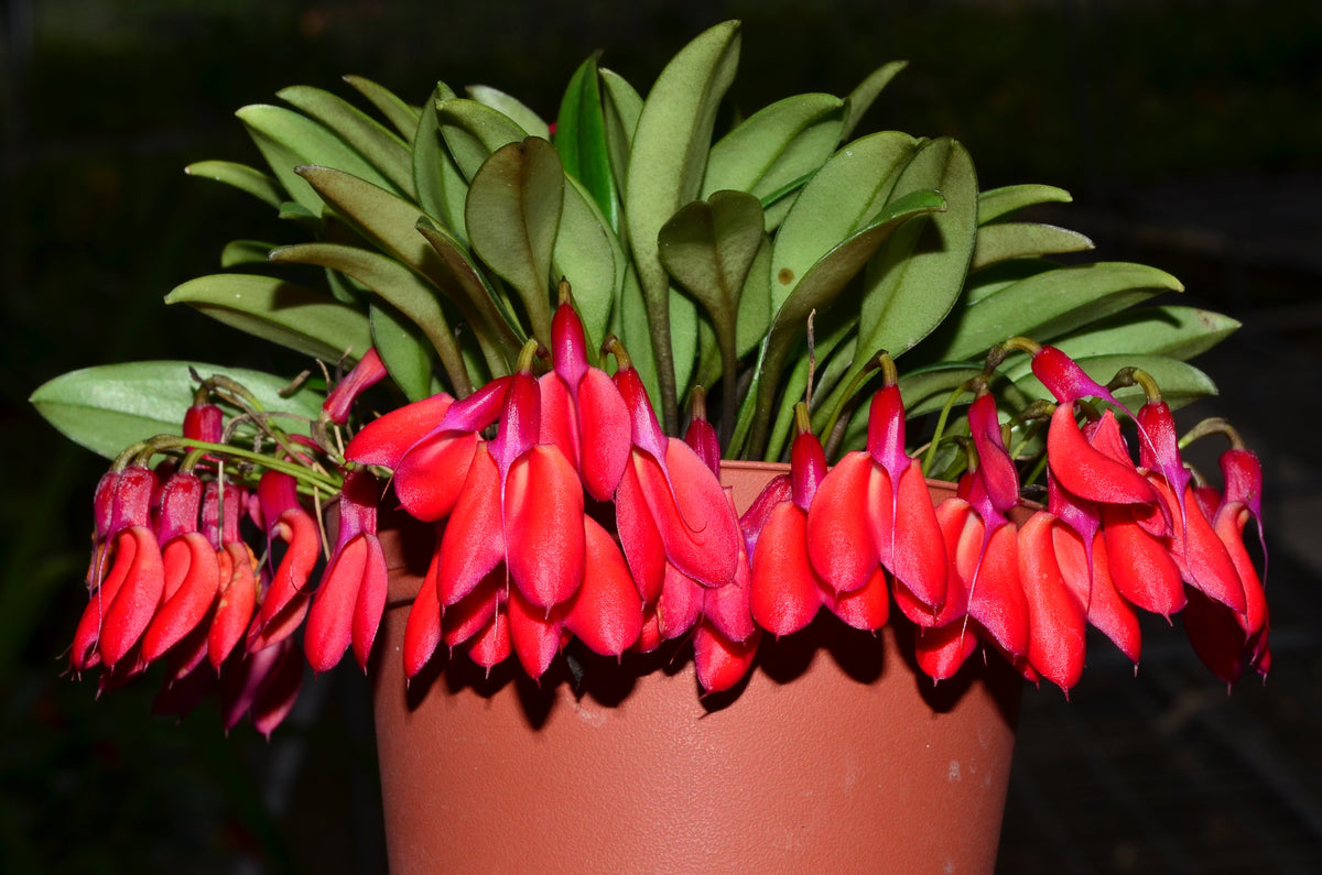 Masdevallia deformis — Ecuagenera USA Corp