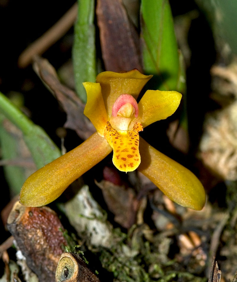 Maxillaria — Ecuagenera USA Corp