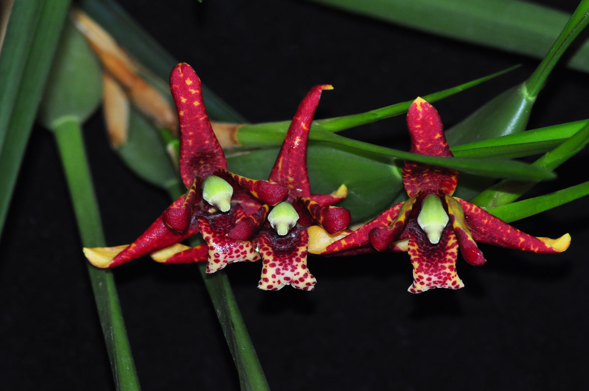 Maxillaria tenuifolia - Coconut Orchid | Fragrant Epiphytic Orchid ...