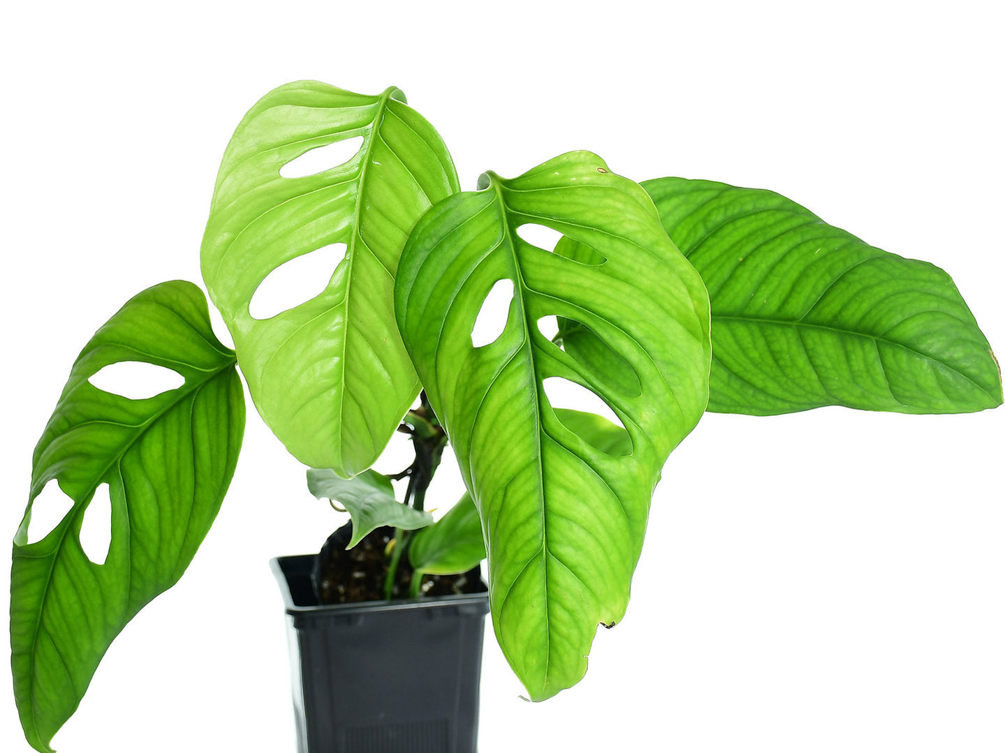 Monstera — Ecuagenera USA Corp
