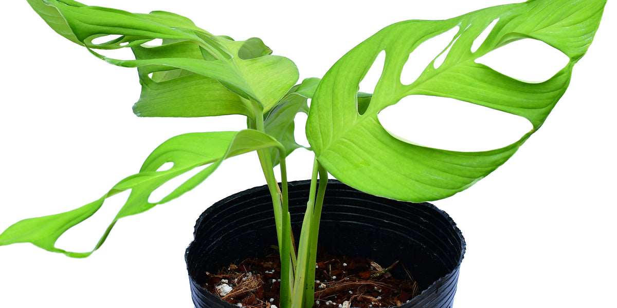 Monstera sp 'Pachicutza' — Ecuagenera USA Corp