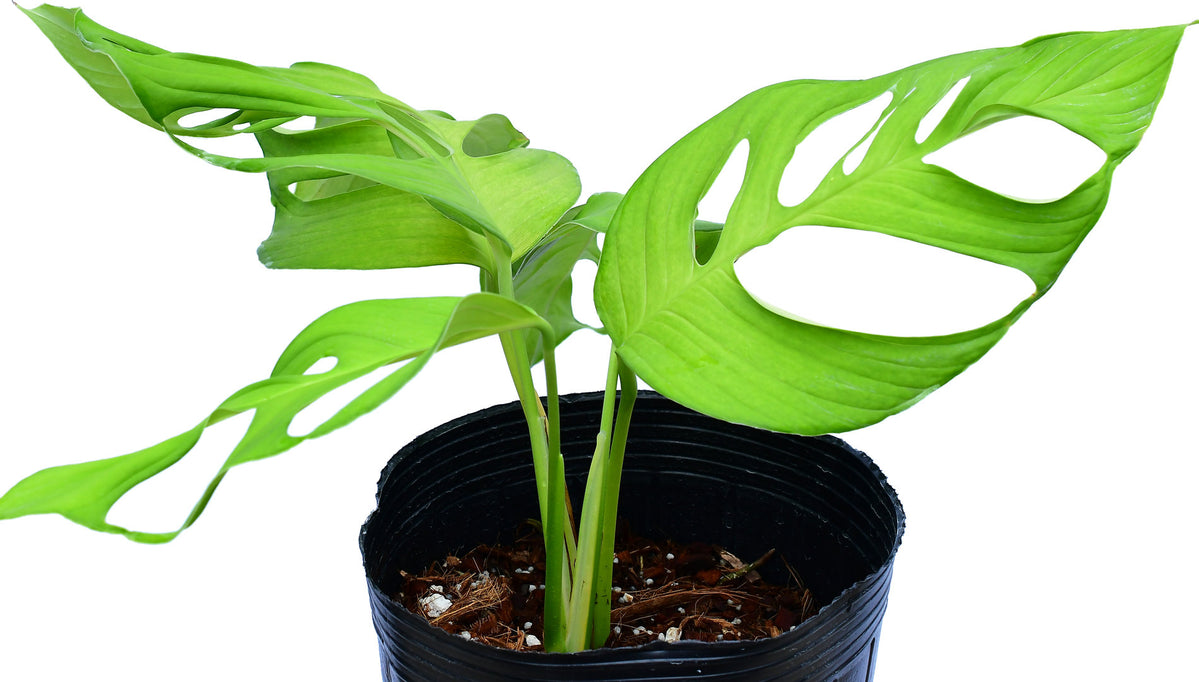 Monstera sp 'Pachicutza' — Ecuagenera USA Corp