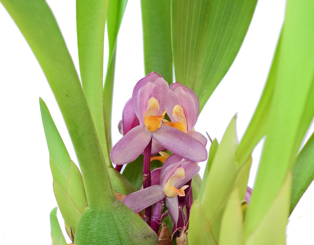 Orchids — Ecuagenera USA Corp