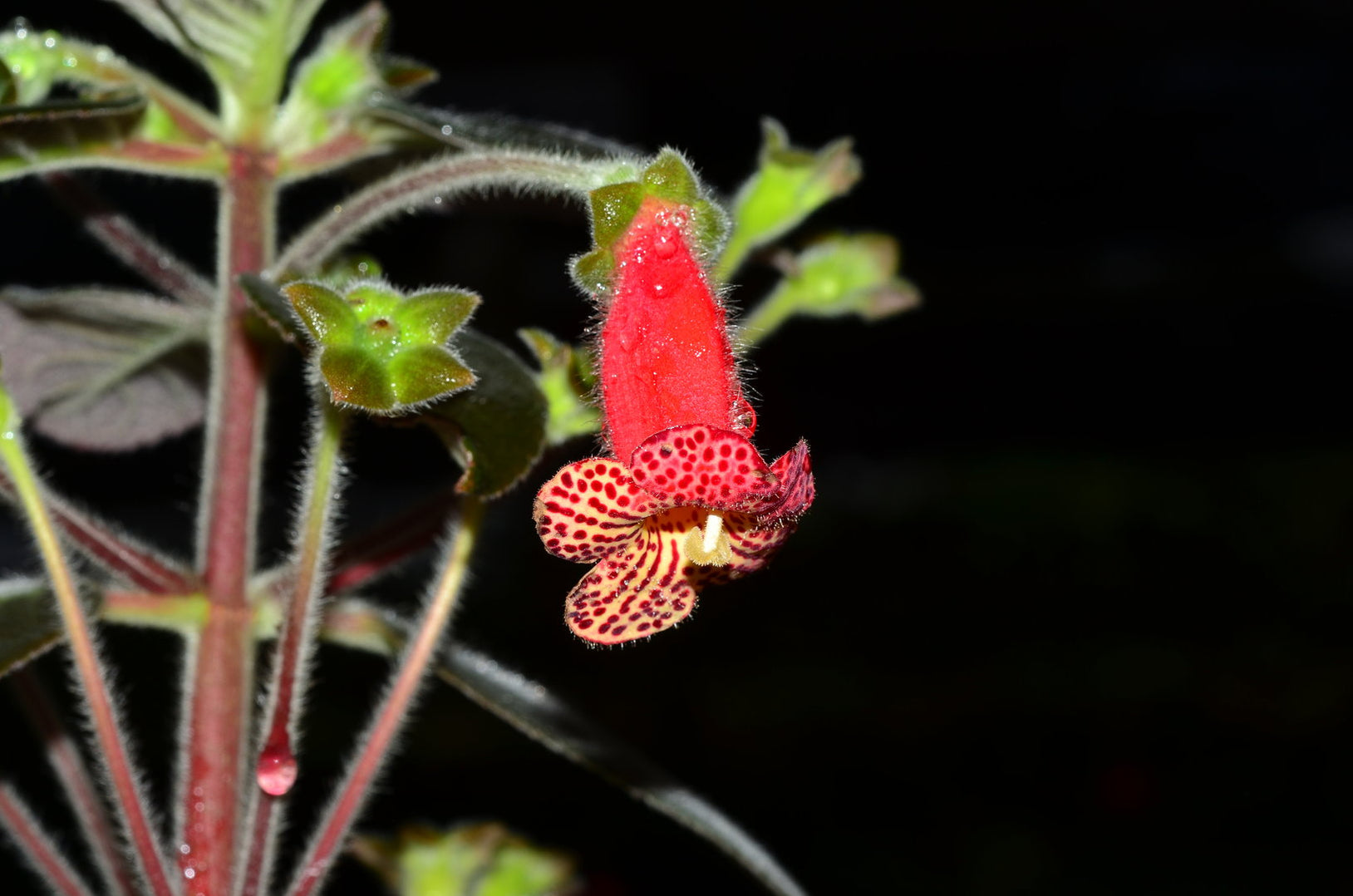 Pearcea abunda — Ecuagenera USA Corp