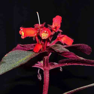 Pearcea reticulata — Ecuagenera USA Corp