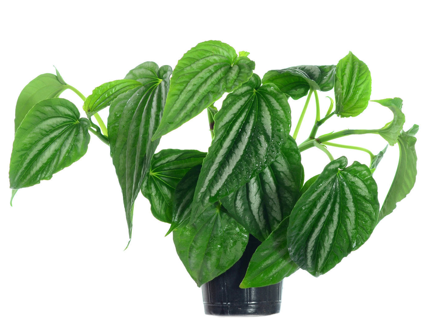Peperomia sandersii 1 — Ecuagenera USA Corp