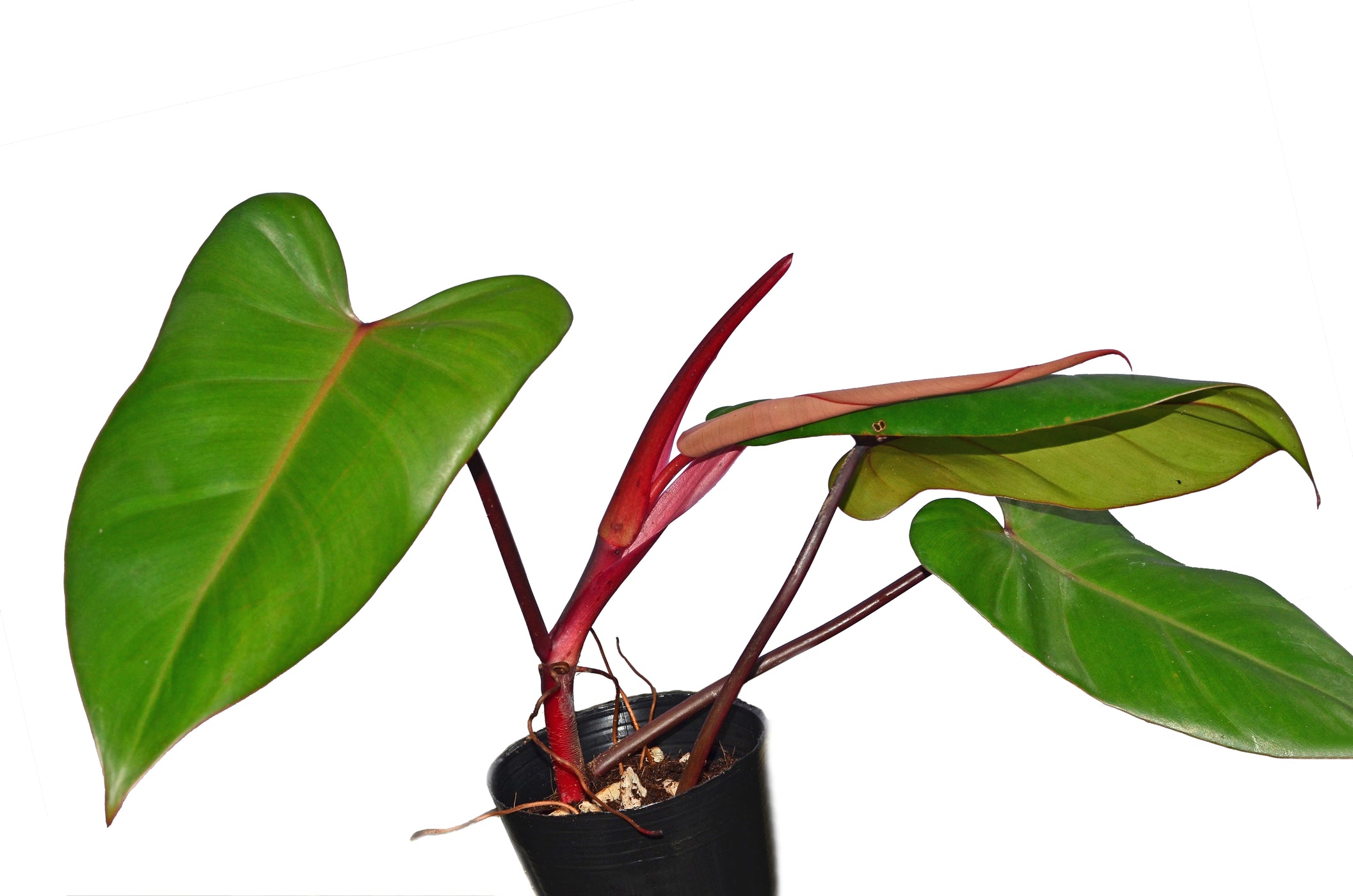 Philodendron Red Emerald — Ecuagenera USA Corp