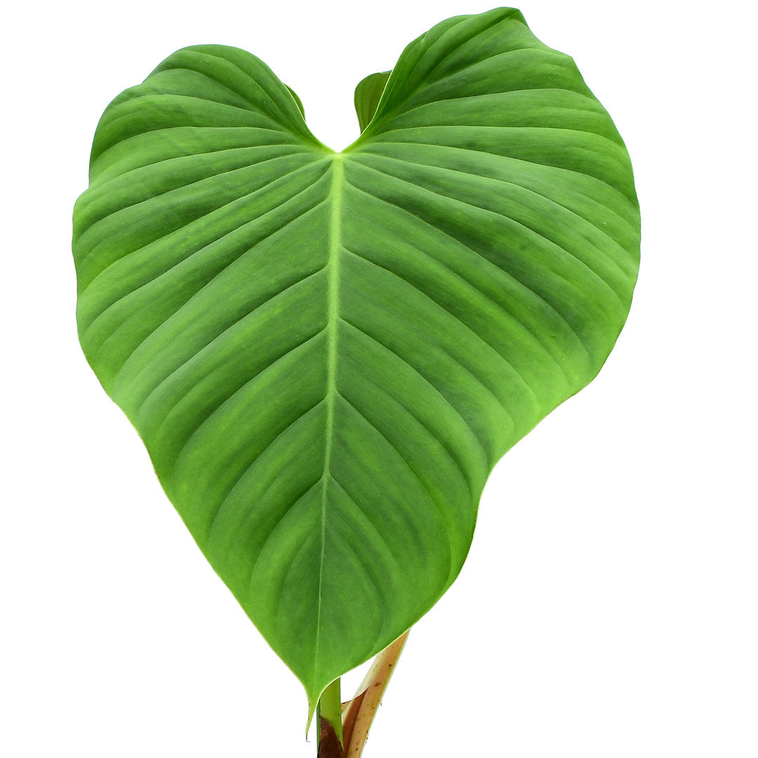 Philodendron roseocataphyllum - Rose-Colored Cataphyll Aroid ...