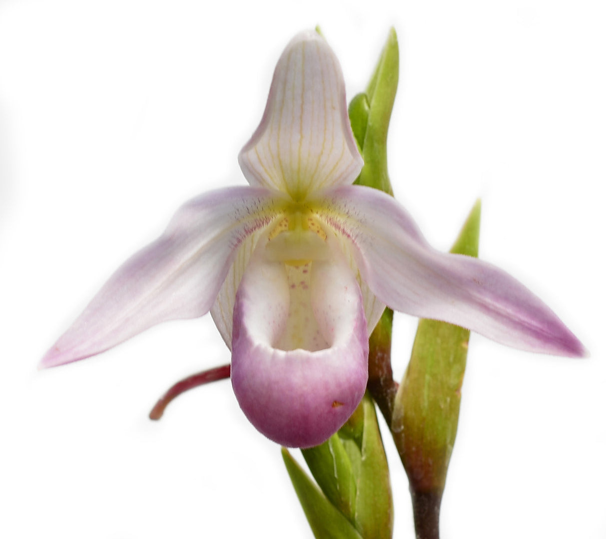 Phragmipedium Professor Braem — Ecuagenera USA Corp