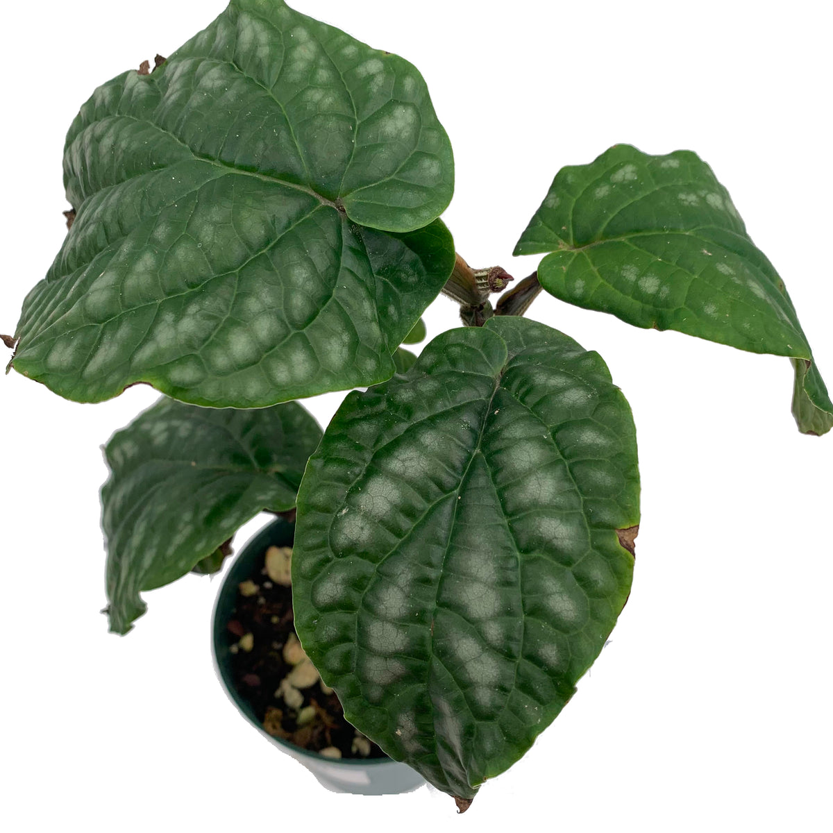 Piper obtusilimbum — Ecuagenera USA Corp