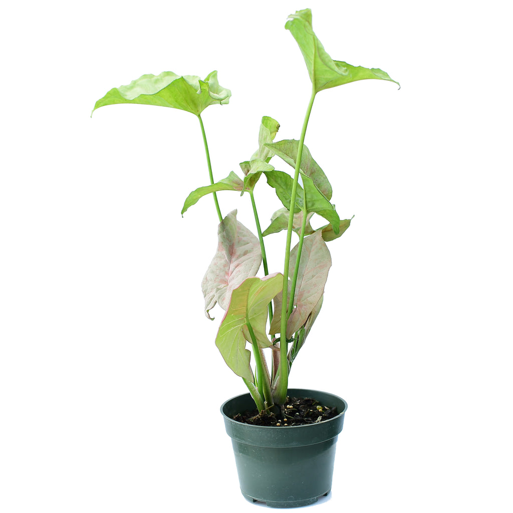 Syngonium — Ecuagenera USA Corp