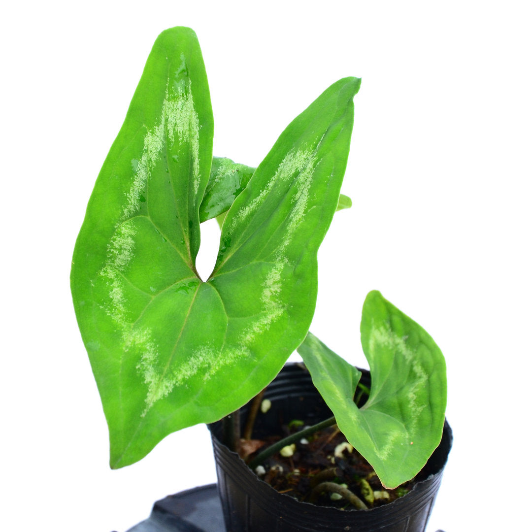 Ulearum donburnsii Crown - Unique Crown Aroid | Ecuagenera USA ...