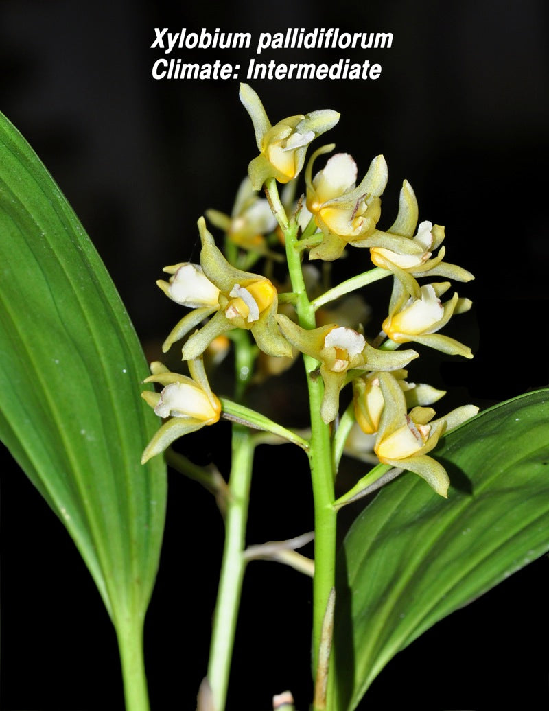 Xylobium pallidiflorum — Ecuagenera USA Corp